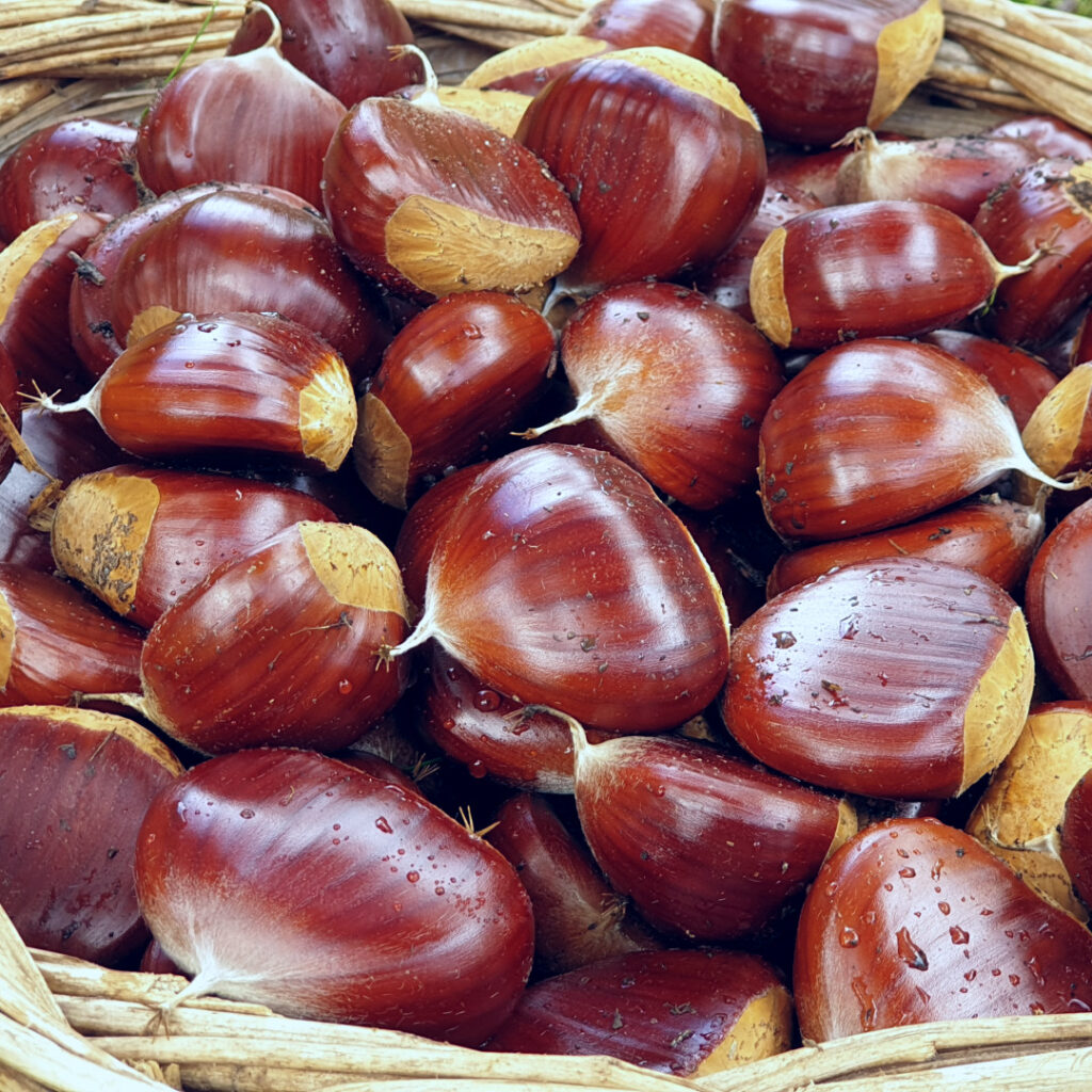 Castagne Fresche kg 100 pezzatura 40/45 per caldarrostai e sagre (3 ...